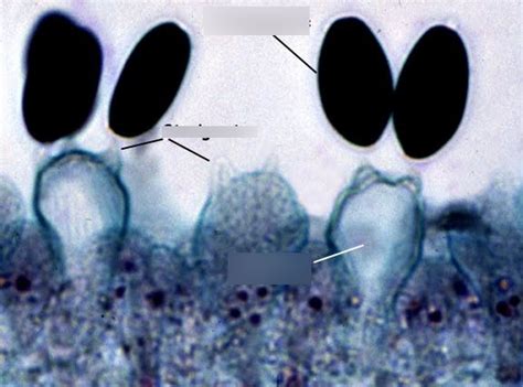 Basidia Microscope