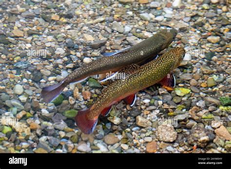 Brook Trout Brook Char Brook Charr Salvelinus Fontinalis Pair Over