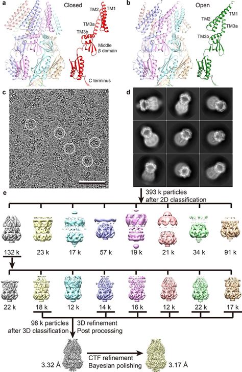 Architecture Of MscS In The Closed And Open States And Image Processing Download Scientific