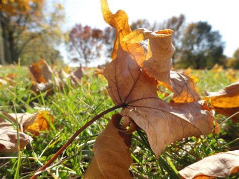 Borough Leaf Collection Will Begin Oct 31 Hellertown Pa Patch
