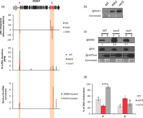 Figure 1 From Dual Control Of Ros1 Mediated Active Dna Demethylation By