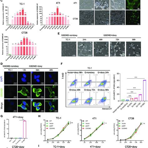 Inducible Expression Of Genetically Modified Gsdmd Nt Causes Pyroptosis Download Scientific
