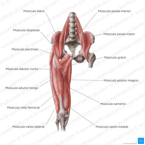 Músculos Da Coxa Anatomia Funções E Inervação Kenhub