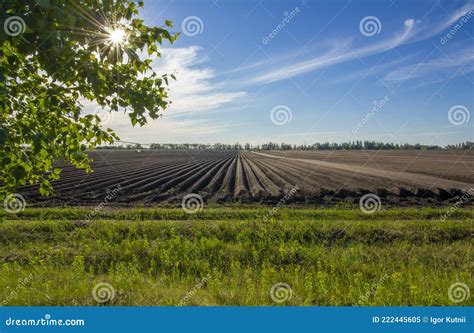 Plowed Planted And Hilling Rows Black Earth Field Ground Texture