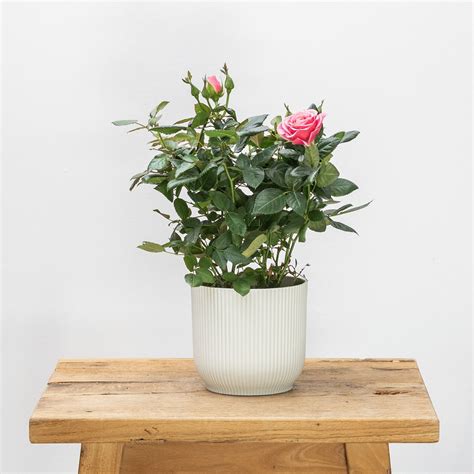 Rosal Mini Planta San Valentín Colvin España