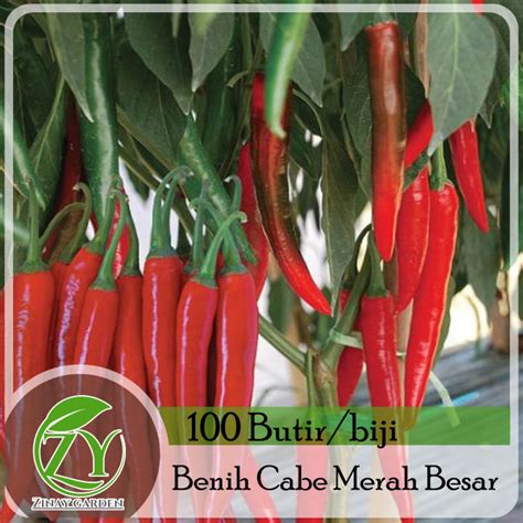 100 Biji Benih Cabe Merah Besar Lazada Indonesia