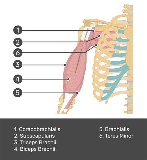 Biceps Brachii Muscle