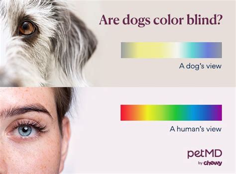 What Do A Blind Persons Eyes Look Like