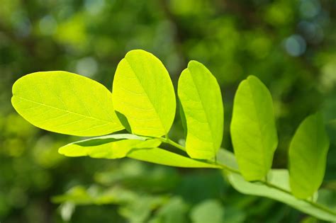 Types Of Pruning Cuts The Complete Pruning Guide