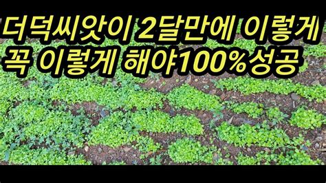 더덕씨앗을 이렇게 했더니 발아가 놀랍게 잘되네요 Youtube