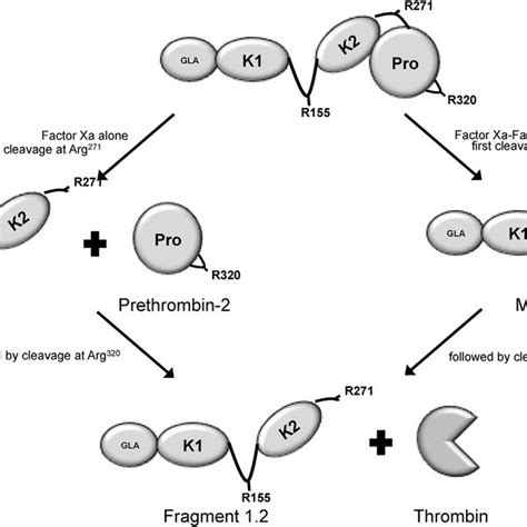 Structural Features Of Thrombin Surface Representation Of Thrombin In