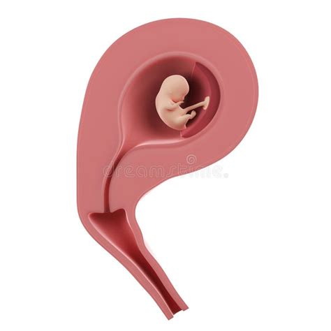 A Fetus Inside Of An Uterus Week 10 Stock Illustration Illustration