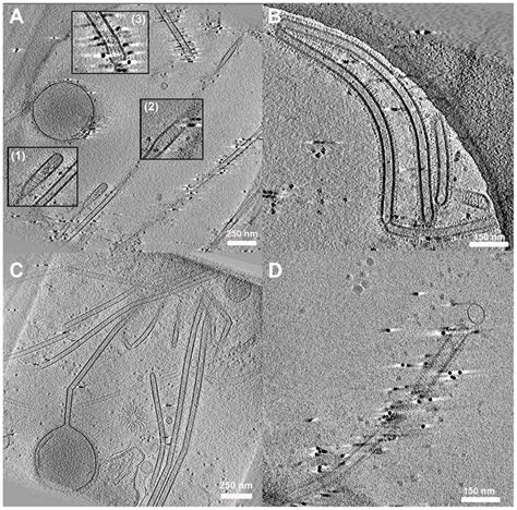 Cell Associated Long Filamentous Structures A Tomogram Showing A