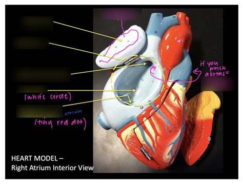 Heart Model 2 Diagram Quizlet