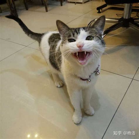 猫鼻子长这个黑色的结块是什么？ 知乎