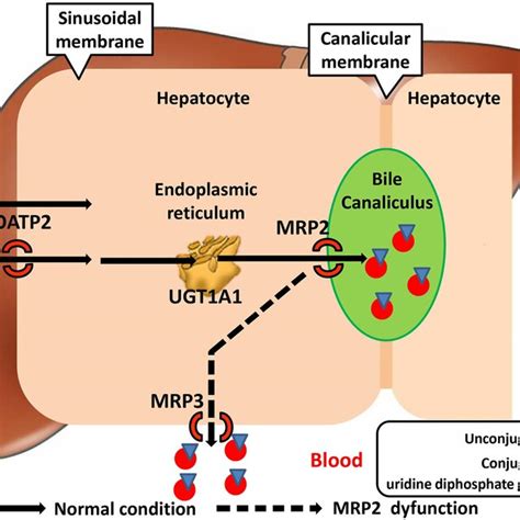 Mechanism Of Bilirubin Elimination Download Scientific Diagram