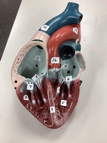 Bio 121 Lab Practical Heart Flashcards Quizlet