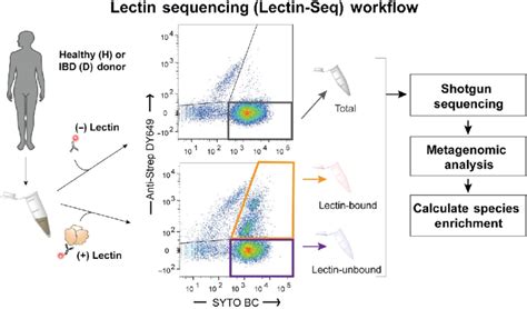 lectin seq schematic lectin seq workflow for identifying lectin bound