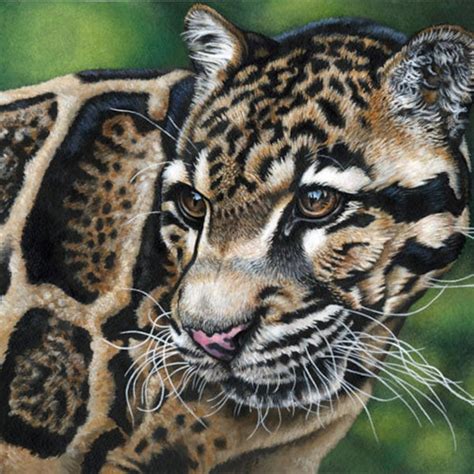 Clouded Leopard Etsy