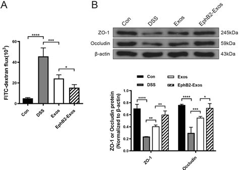 Ephb2 Exos Promoted Repairment Of Barrier Dysfunction Induced By Dss A