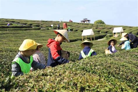 赏花采茶江城多个景区迎来出游热 武汉 新闻中心 长江网 cjn cn