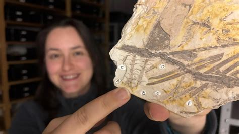 Scientists Just Found Rare Spores Inside A Fossil Older Than Dinosaurs Sciencedaily