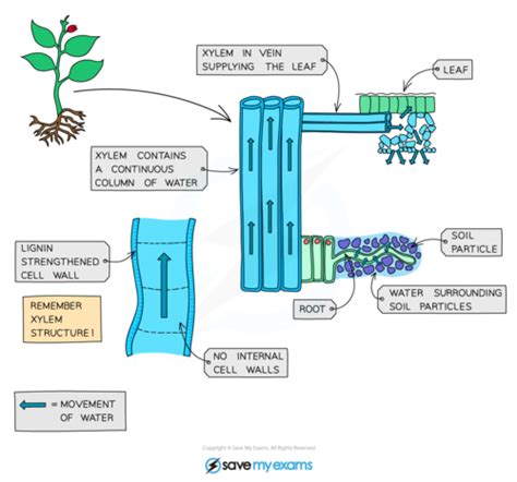 Transpiration And Translocation Flashcards Quizlet