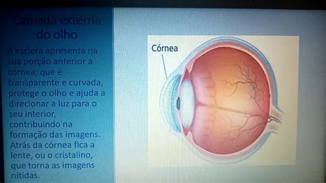 Estrutura E Funcionamento Do Olho Youtube