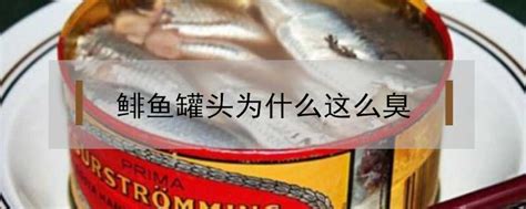 鲱鱼罐头为什么这么臭 鲜淘网