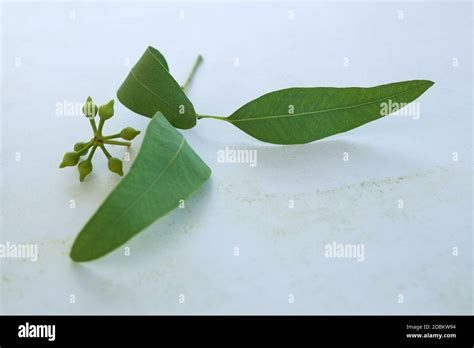 Green Eucalyptus Twig Medical Herb Aromatherapy Stock Photo Alamy