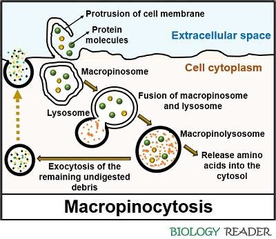 Pinocytosis