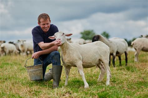 Man And Sheep Free Photo On Barnimages