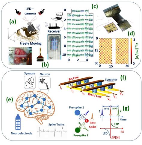 Biological Vs Artificial Spiking Neural Networks A An Example Of An Download Scientific