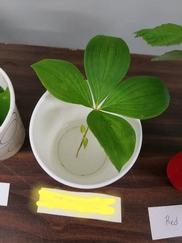 Treehaven Wildlife Plant Identification Flashcards Quizlet