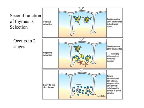 Ppt Development Of Thymus Powerpoint Presentation Free Download Id