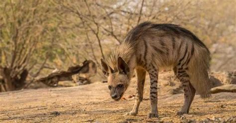 Hyena Behavior Animalbehaviorcorner