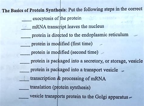 Solved The Basics Of Protein Synthesis Put The Following Steps In The