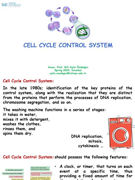 Cell Cycle Control System Pdf Mitosis Cell Cycle