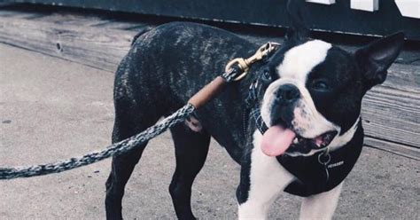 Dog Found 9 Months After Going Missing Reunites With Owners Who Never