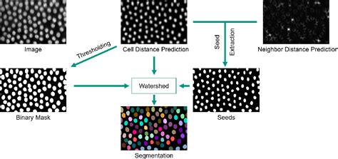 Cell Segmentation And Tracking Using Distance Transform Predictions And Movement Estimation With