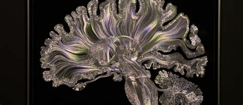 Dibujar el cerebro Encuentro científico Espacio Fundación Telefónica