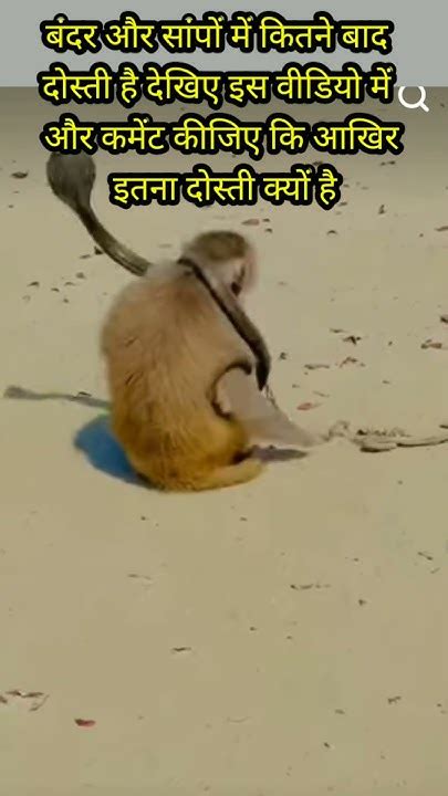बंदर और सांप का दोस्ती देखे कैसे होता है Youtube