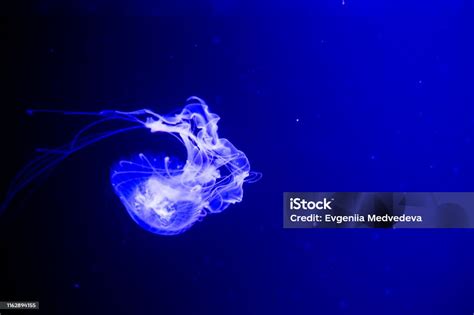 수족관 수영장에서 수영하는 형광 해파리 빛나는 해파리와 투명 해파리 수중 샷 해파리 수영 루프 퍼플 고여 있는 물에 대한 스톡 사진 및 기타 이미지 Istock
