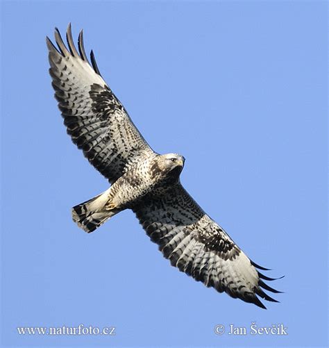 Buteo Lagopus Pictures Rough Legged Buzzard Images Nature Wildlife Photos Naturephoto