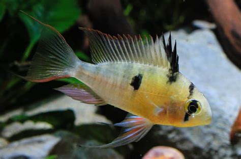 Cichlid Fish Ultimate Guide To Types Of Cichlids Fish Laboratory