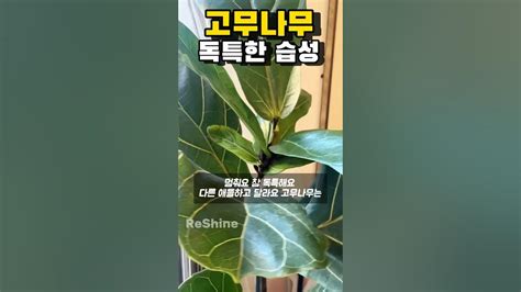 고무나무의 독특한 습성식집사 ㅁ식물관리 Plant Youtube