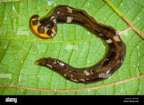 Flatworm Larvae