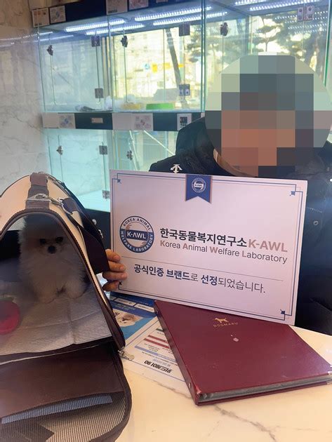 포메라니안 뭉치 래브라도리트리버입양 닥스훈트입양 도베르만입양 말티치입양 말티폼입양 빠삐용입양 사모예드입양 스피츠입양 시바견입양 시베리안허스키입양 시츄입양 요크셔테리어입양