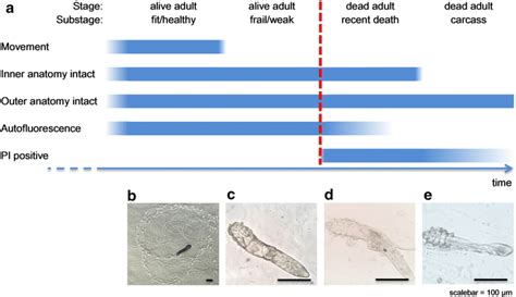 A Illustration Of The Chronology Of The End Of Life In Demodex Spp