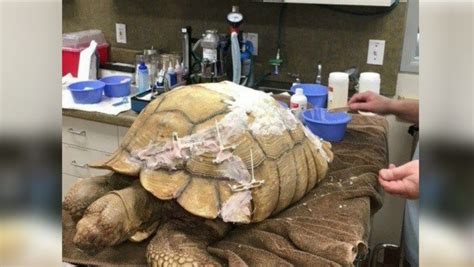 California Tortoise With Cracked Shell Gets Repaired For Usd 4000 👍